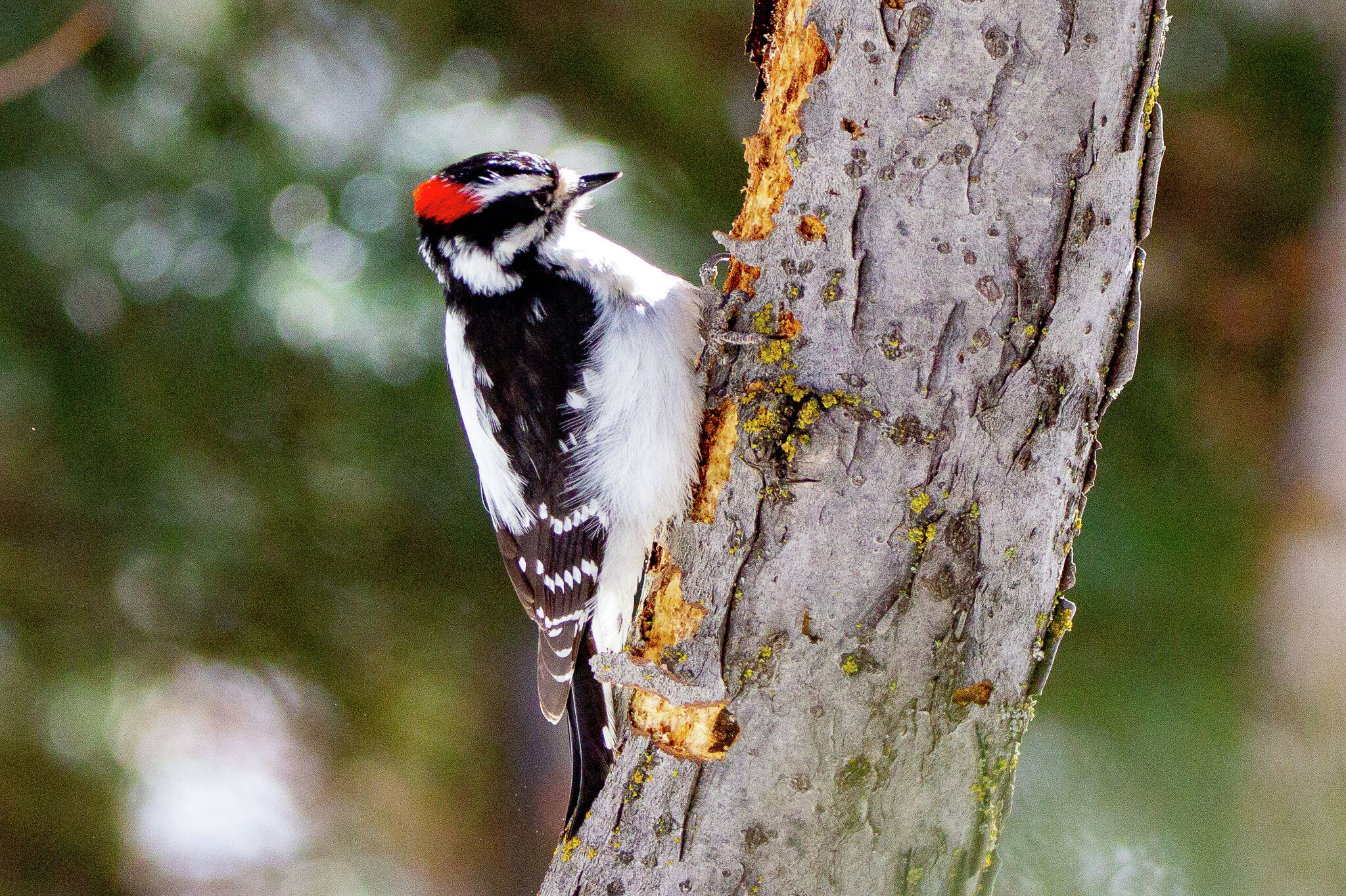 12 Backyard Birds You Can Find No Matter Where You Live
