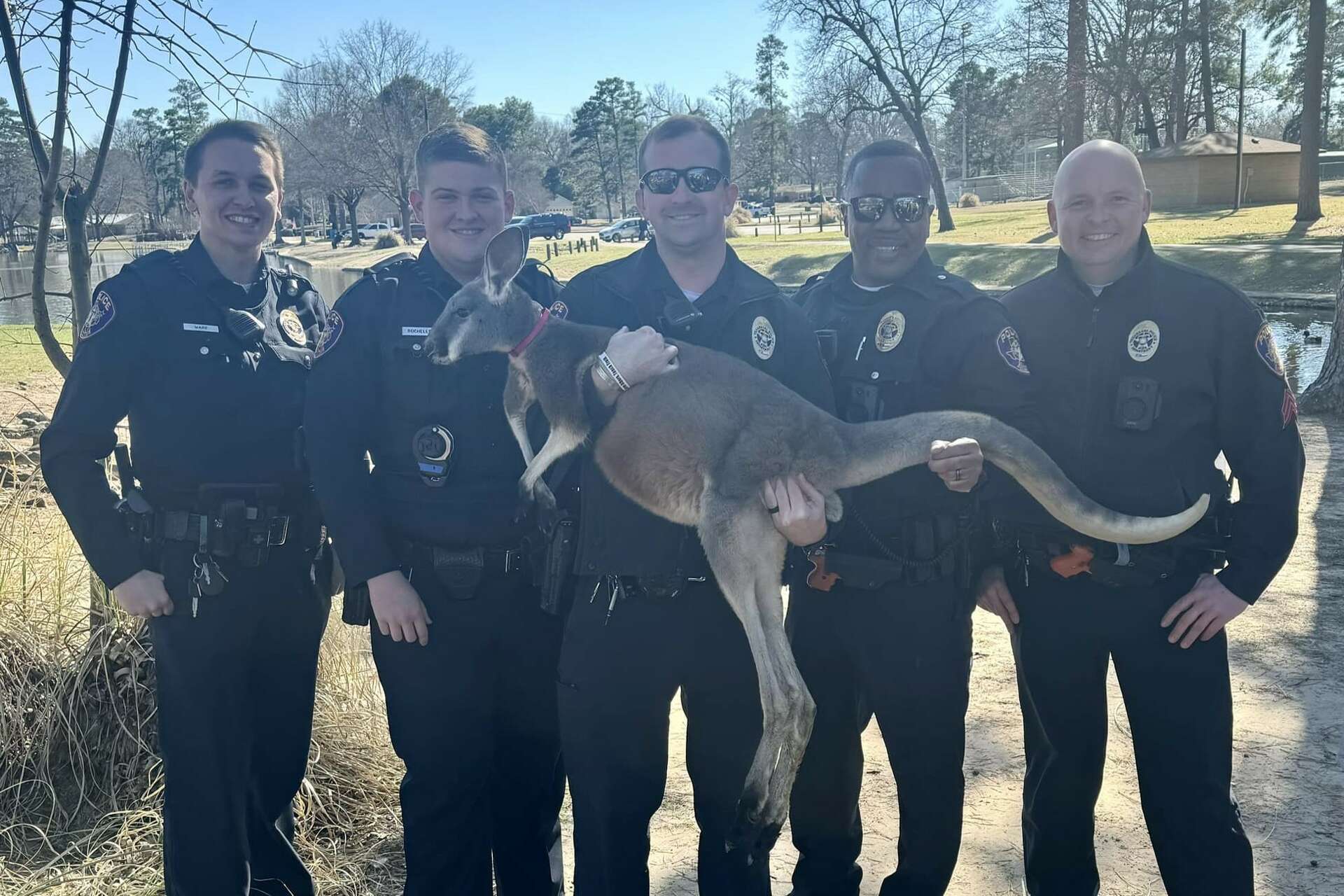 Exotic kangaroo spotted roaming at Texas park