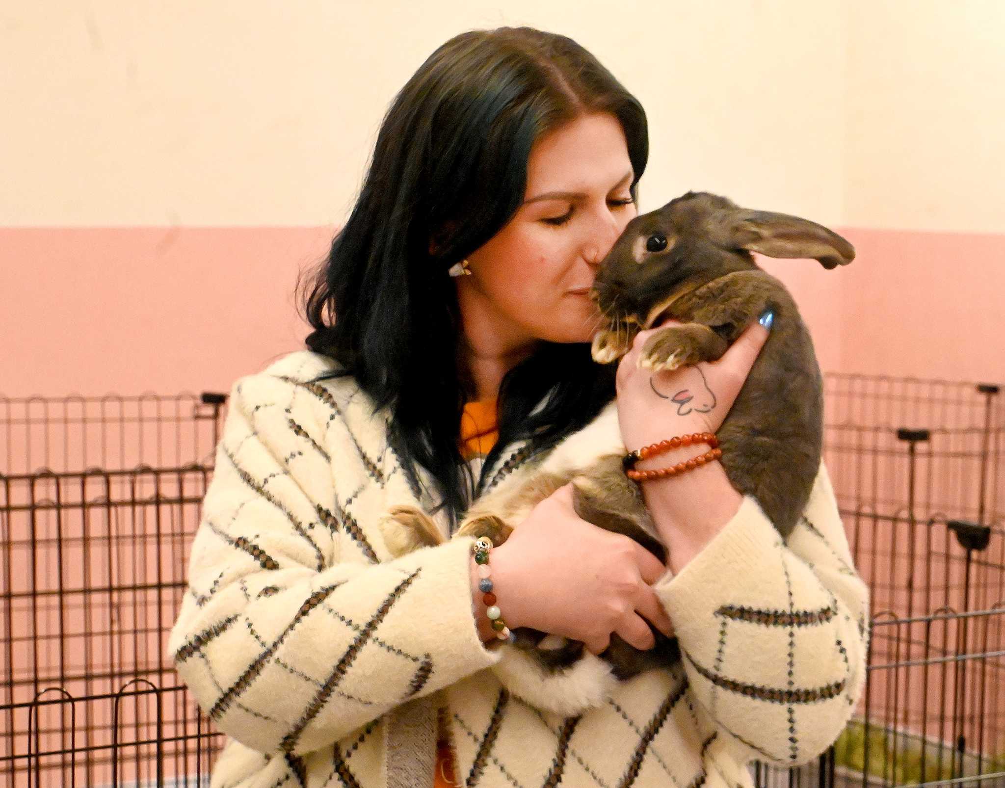 CT rescuers brace for ‘Easter dump’ of abandoned pet rabbits