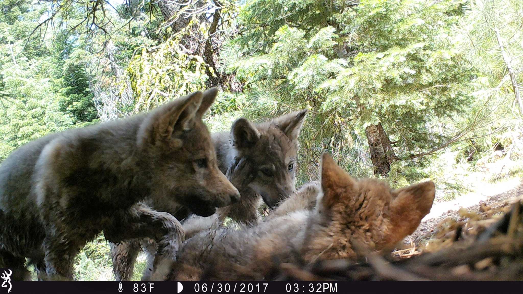 California gray wolf packs discovered last year officially named
