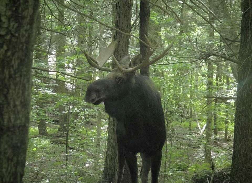Moose in Connecticut are hard to track, even for the ‘moose man'