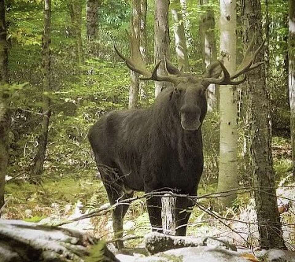 Moose in Connecticut are hard to track, even for the ‘moose man'