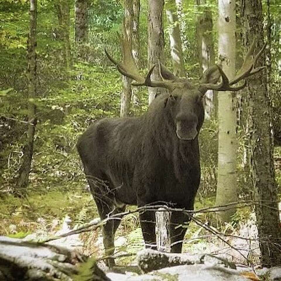 Moose in Connecticut are hard to track, even for the ‘moose man'