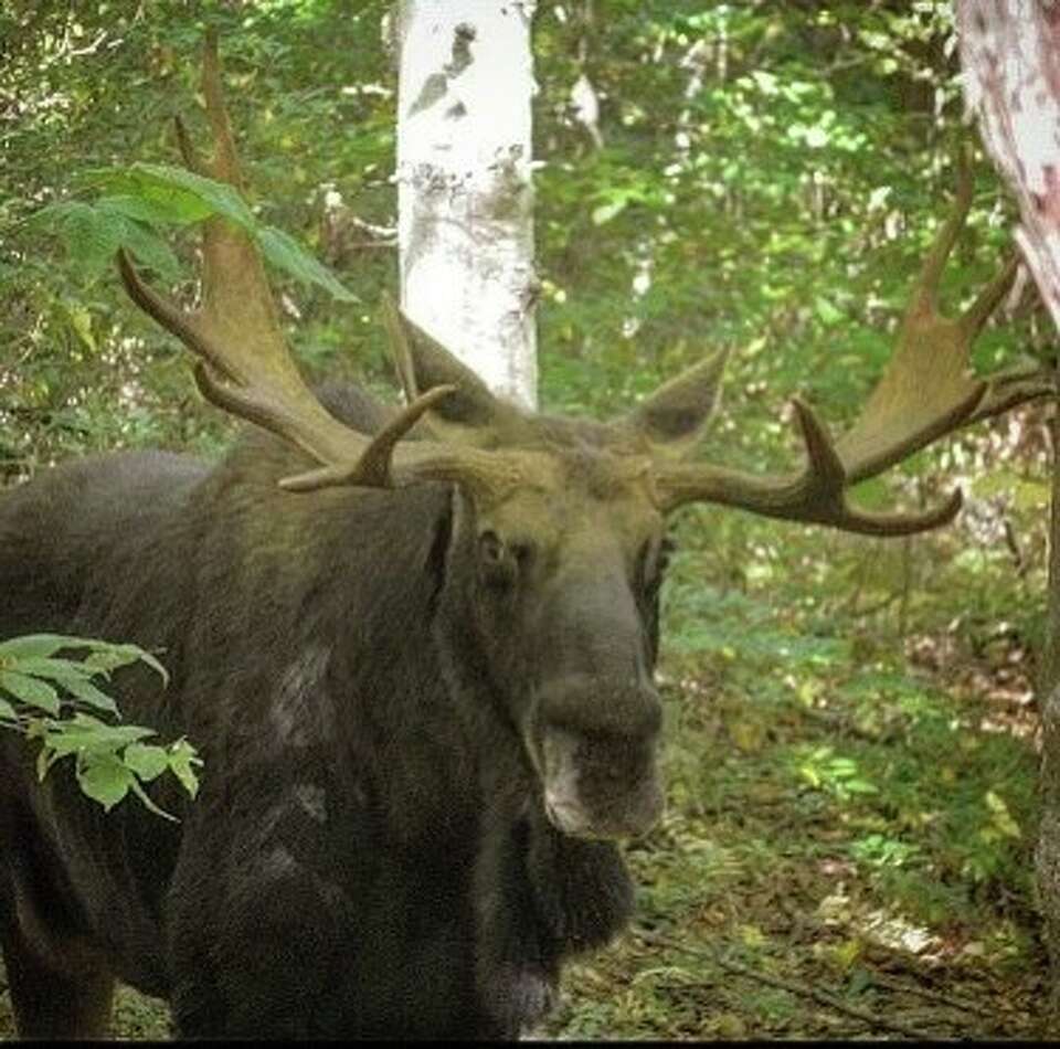 Moose in Connecticut are hard to track, even for the ‘moose man'