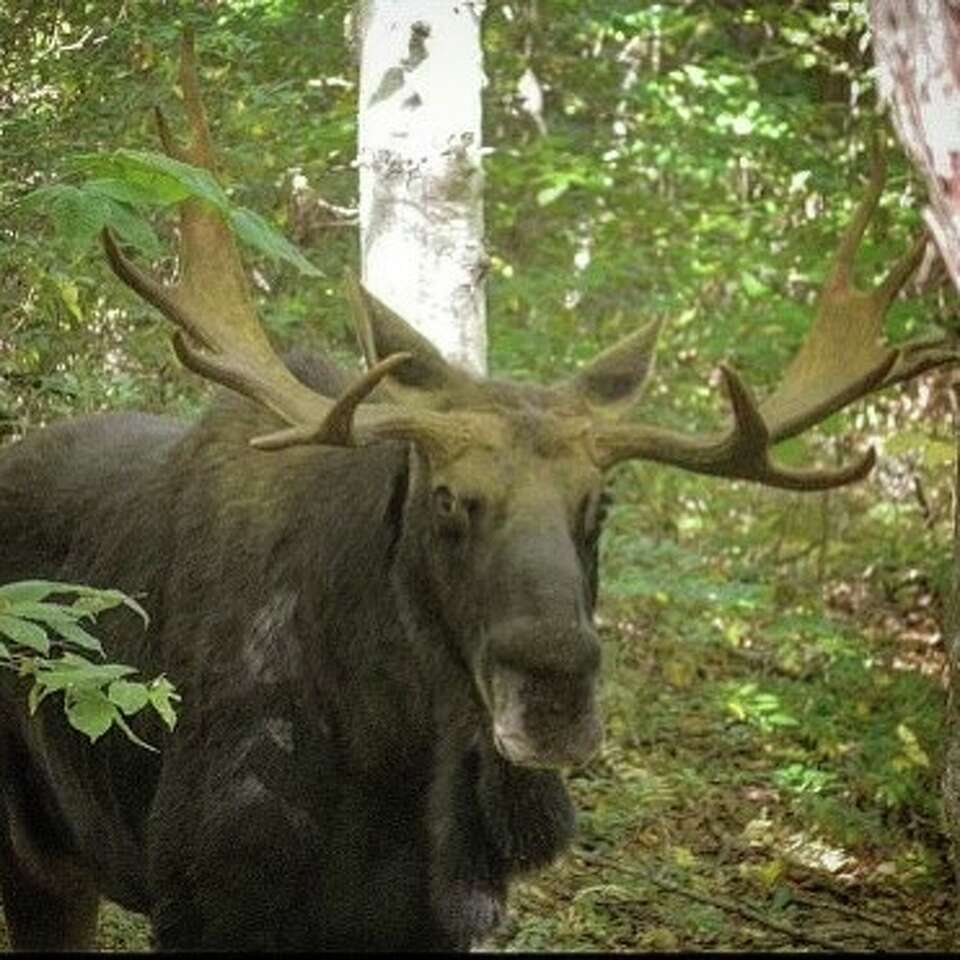 Moose in Connecticut are hard to track, even for the ‘moose man'