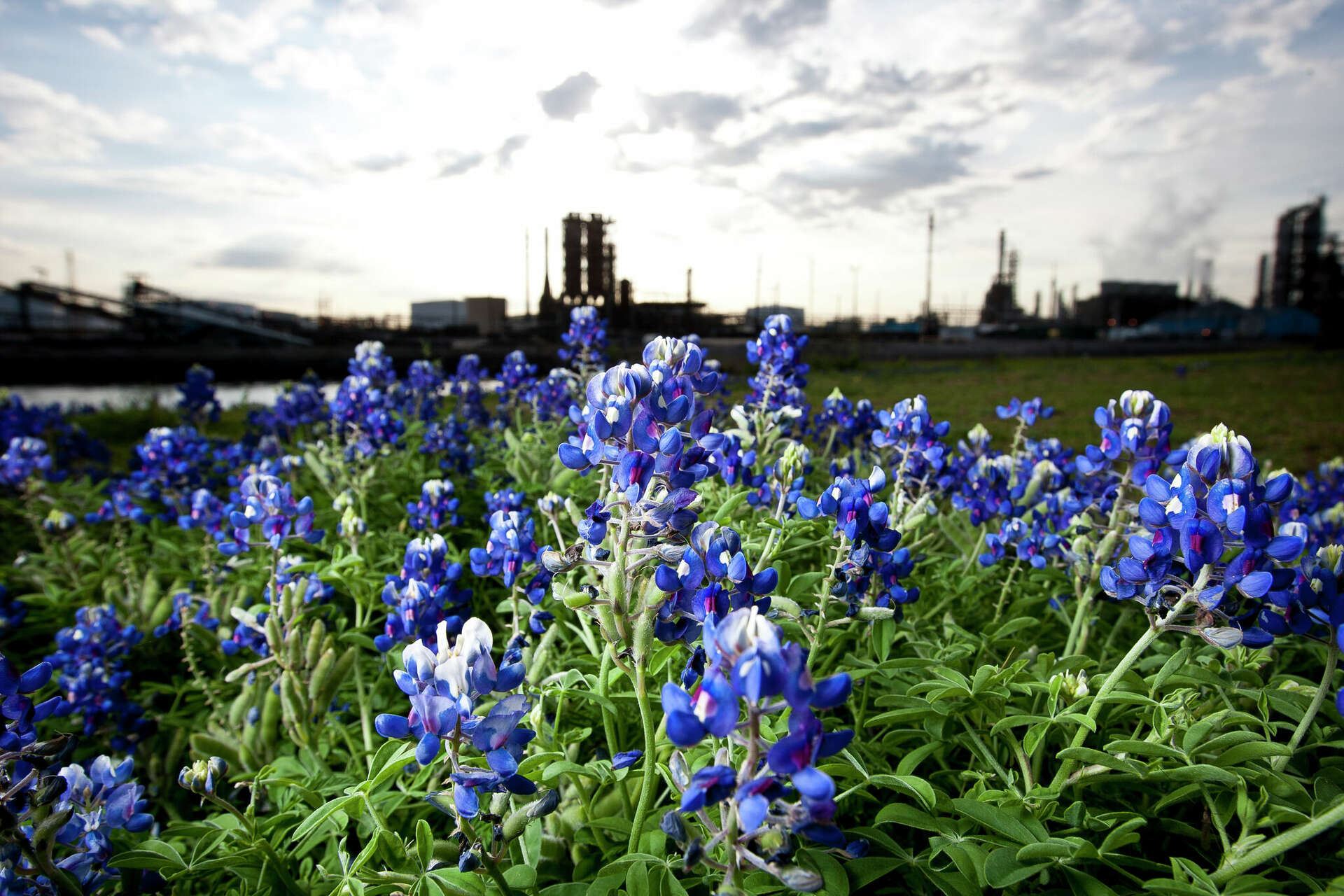 Bluebonnet season is coming early this year, expert says