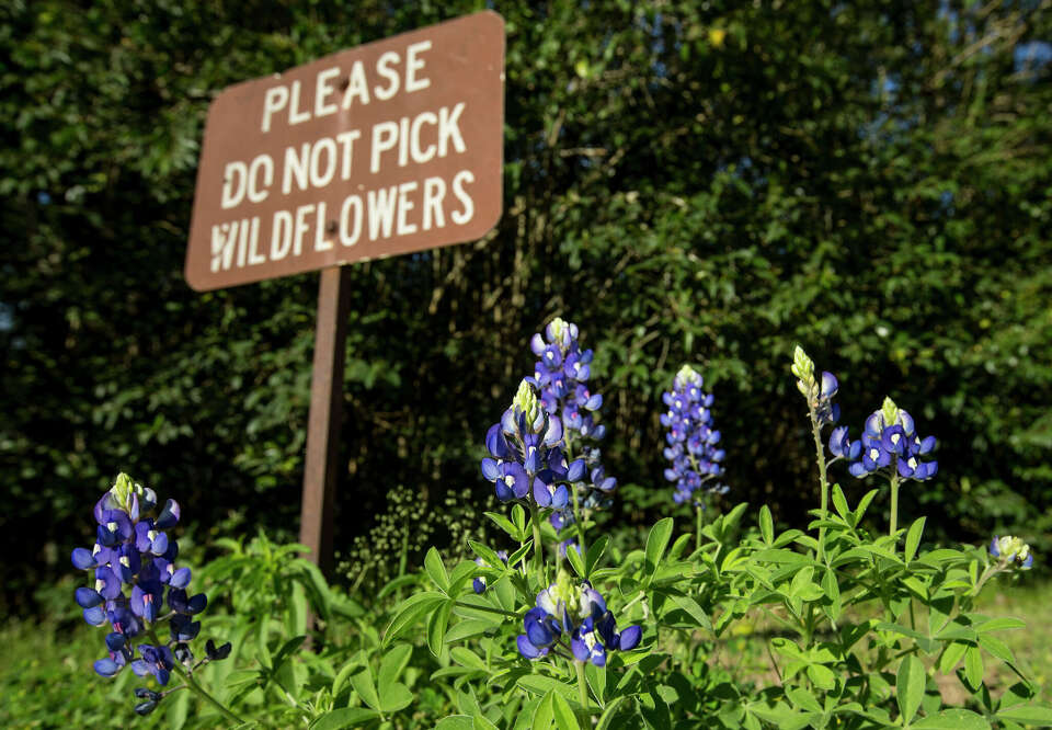 Bluebonnet season is coming early this year, expert says