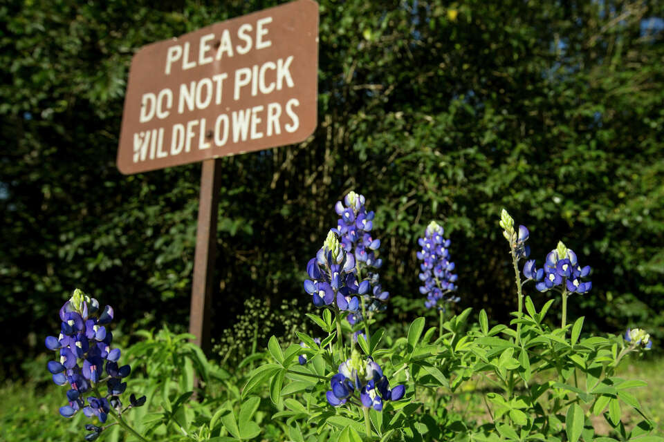 Bluebonnet season is coming early this year, expert says