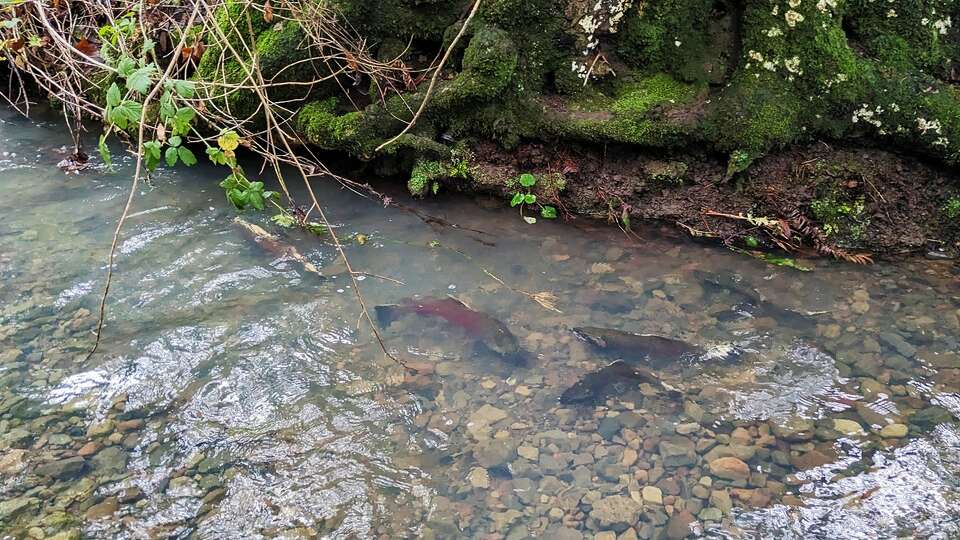 Endangered species makes a major comeback in Bay Area creek