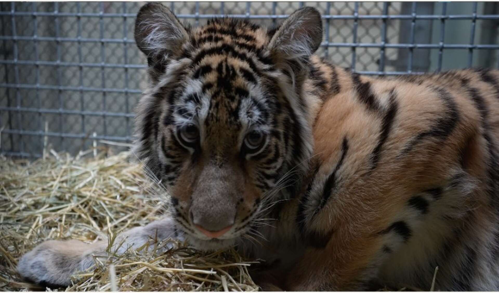 Oakland Zoo rescues tiger cub with 10 fractures