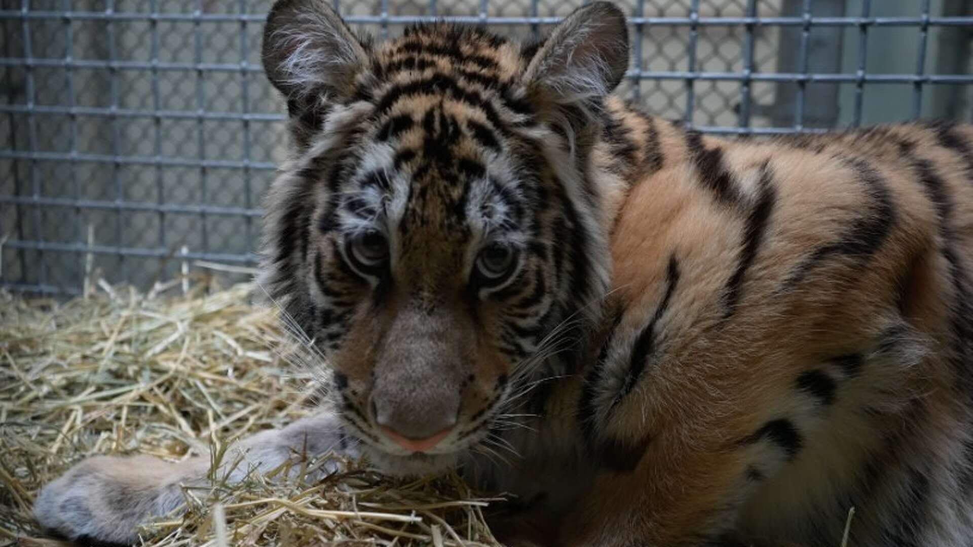 Oakland Zoo rescues tiger cub with 10 fractures