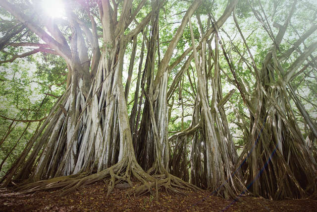 The Hawaii island where 'Lost' was filmed 20 years ago