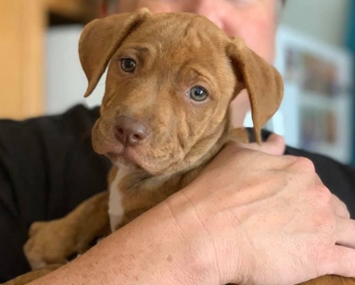 Local newspapers launch Bark Madness photo contest to assist shelters