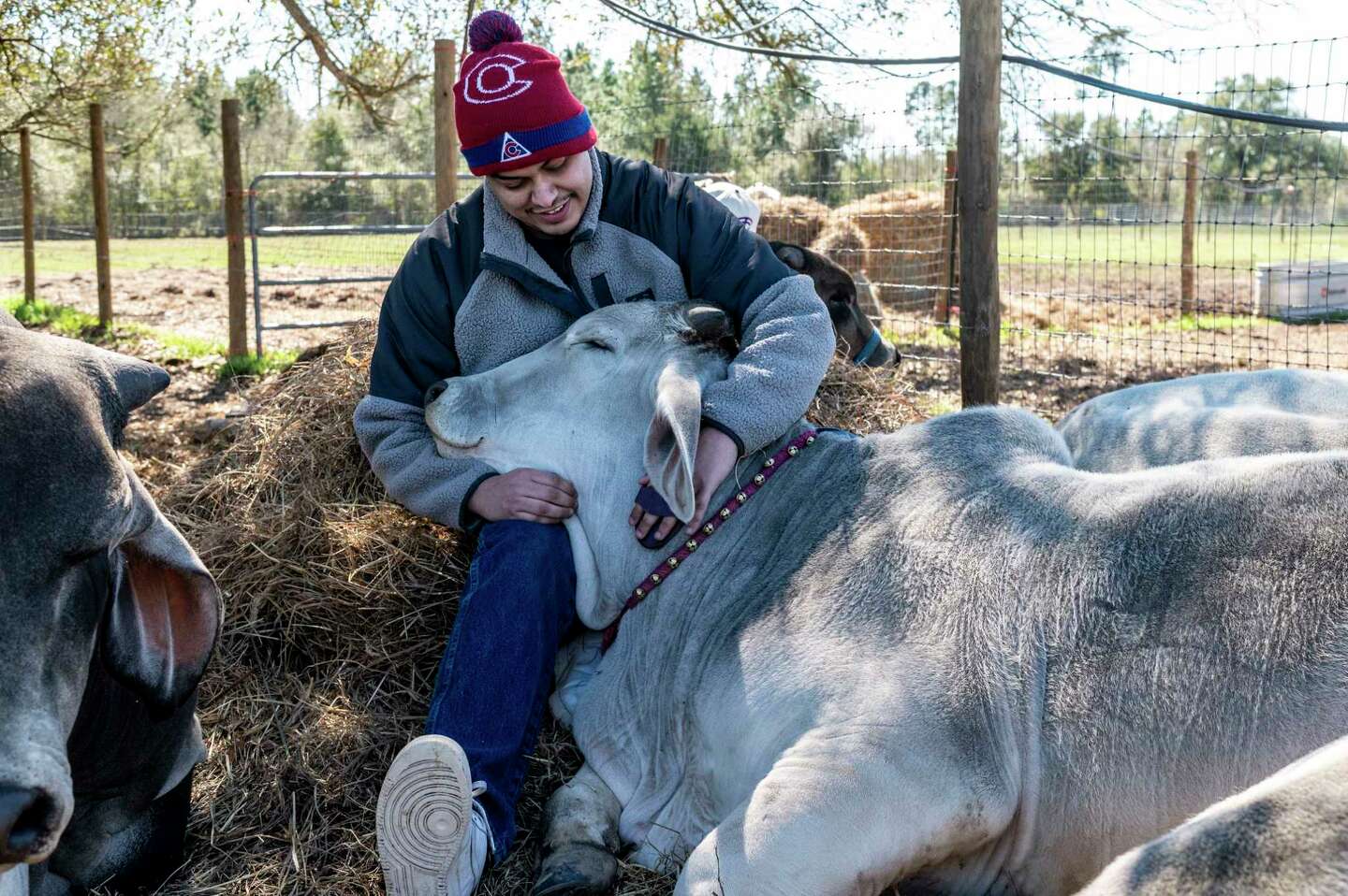 Waller farm Texas Gaushala offers 30 minute cow cuddling sessions