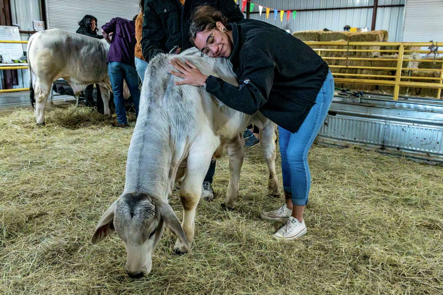 Waller farm Texas Gaushala offers 30 minute cow cuddling sessions