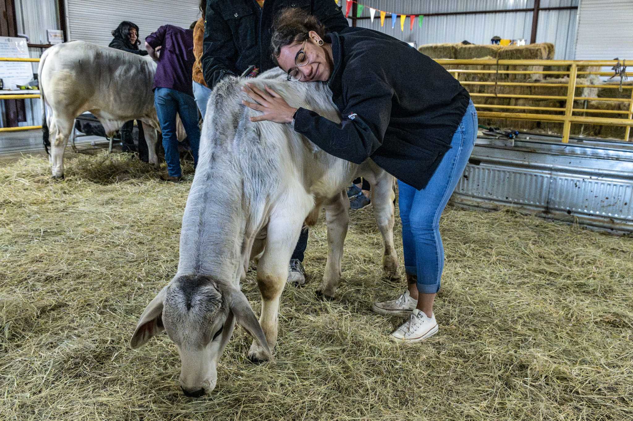 Waller farm Texas Gaushala offers 30 minute cow cuddling sessions