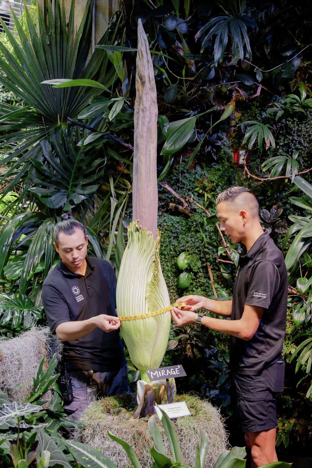 With corpse flower about to bloom at SF academy, noses on high alert