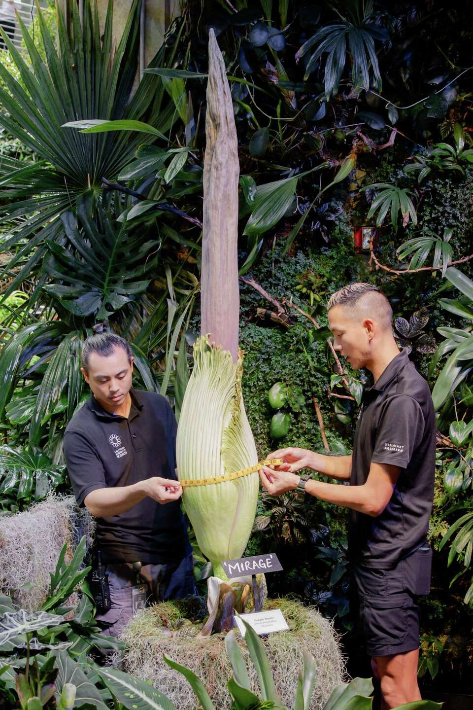 With corpse flower about to bloom at SF academy, noses on high alert