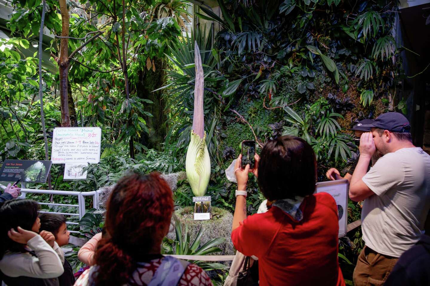 With corpse flower about to bloom at SF academy, noses on high alert