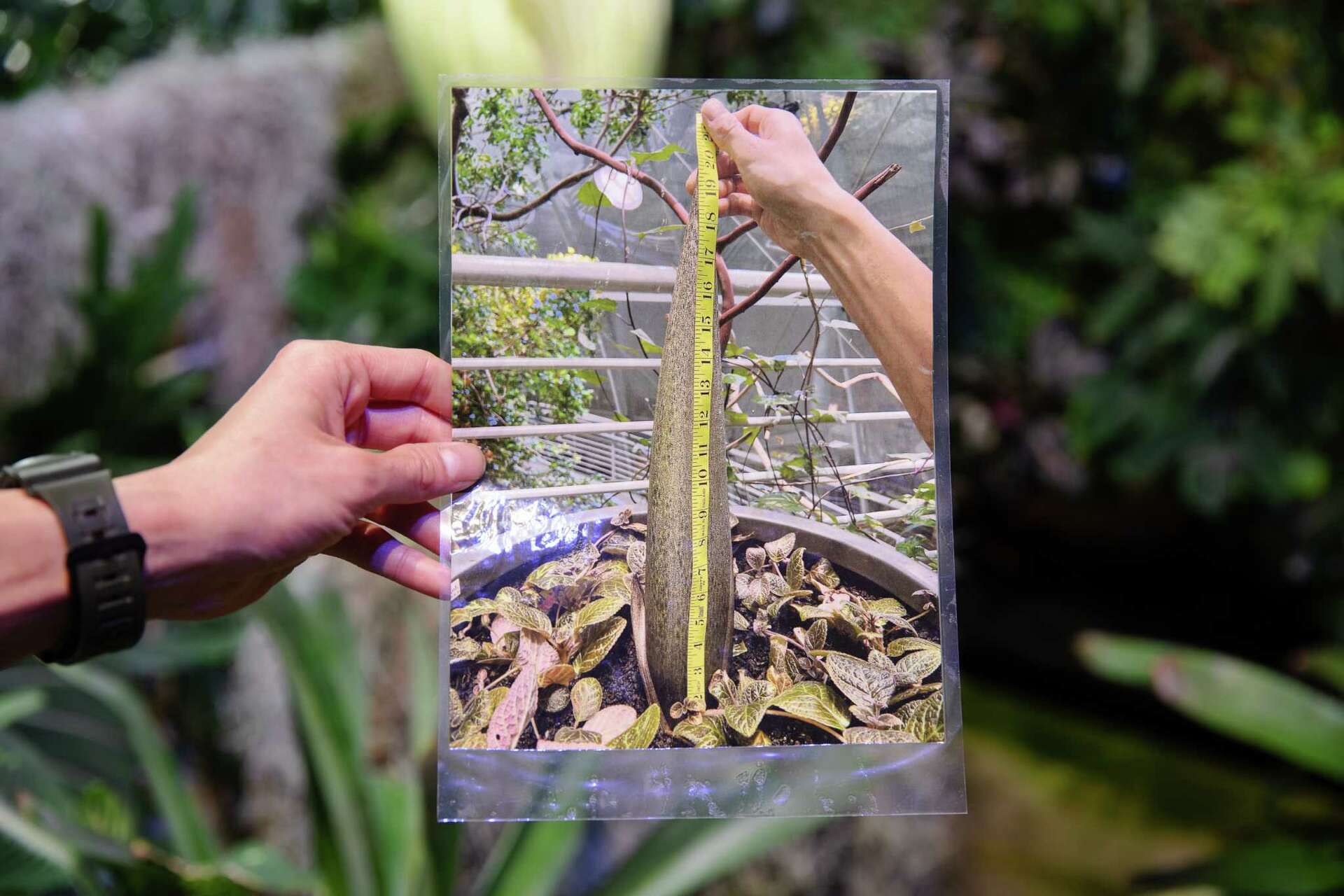 With corpse flower about to bloom at SF academy, noses on high alert