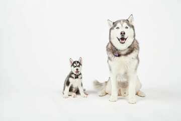 UConn's Jonathan XV Husky taking over as top mascot