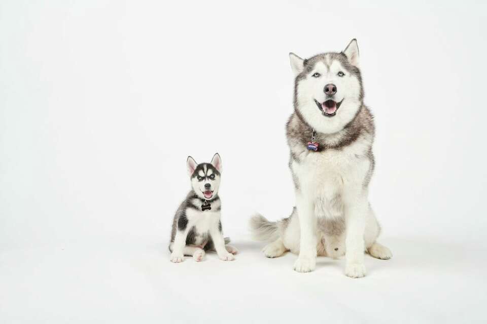 UConn's Jonathan XV Husky taking over as top mascot
