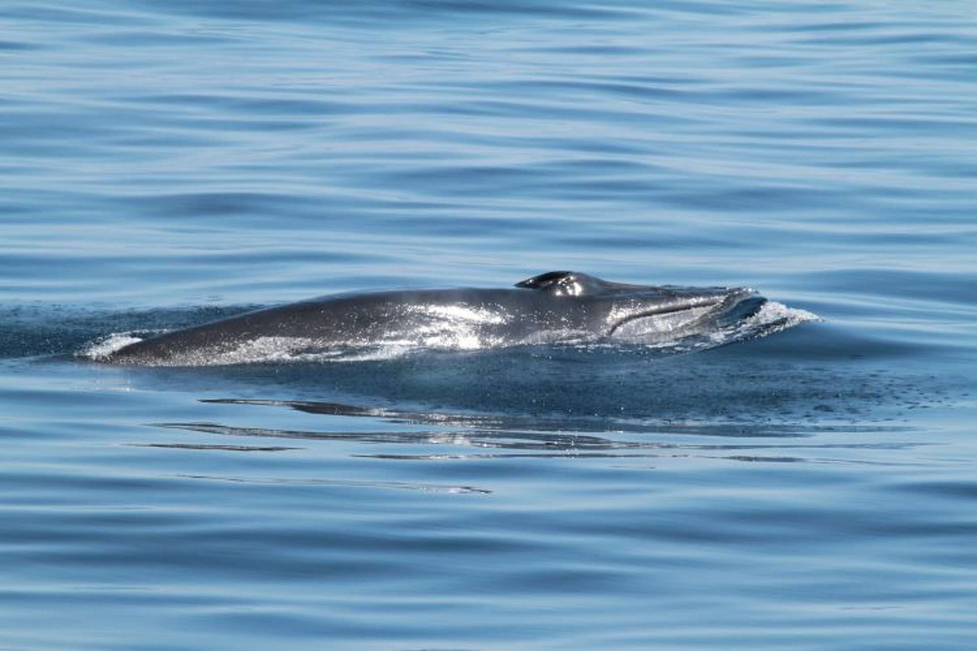 Super rare whale frequents Texas coast, new study says