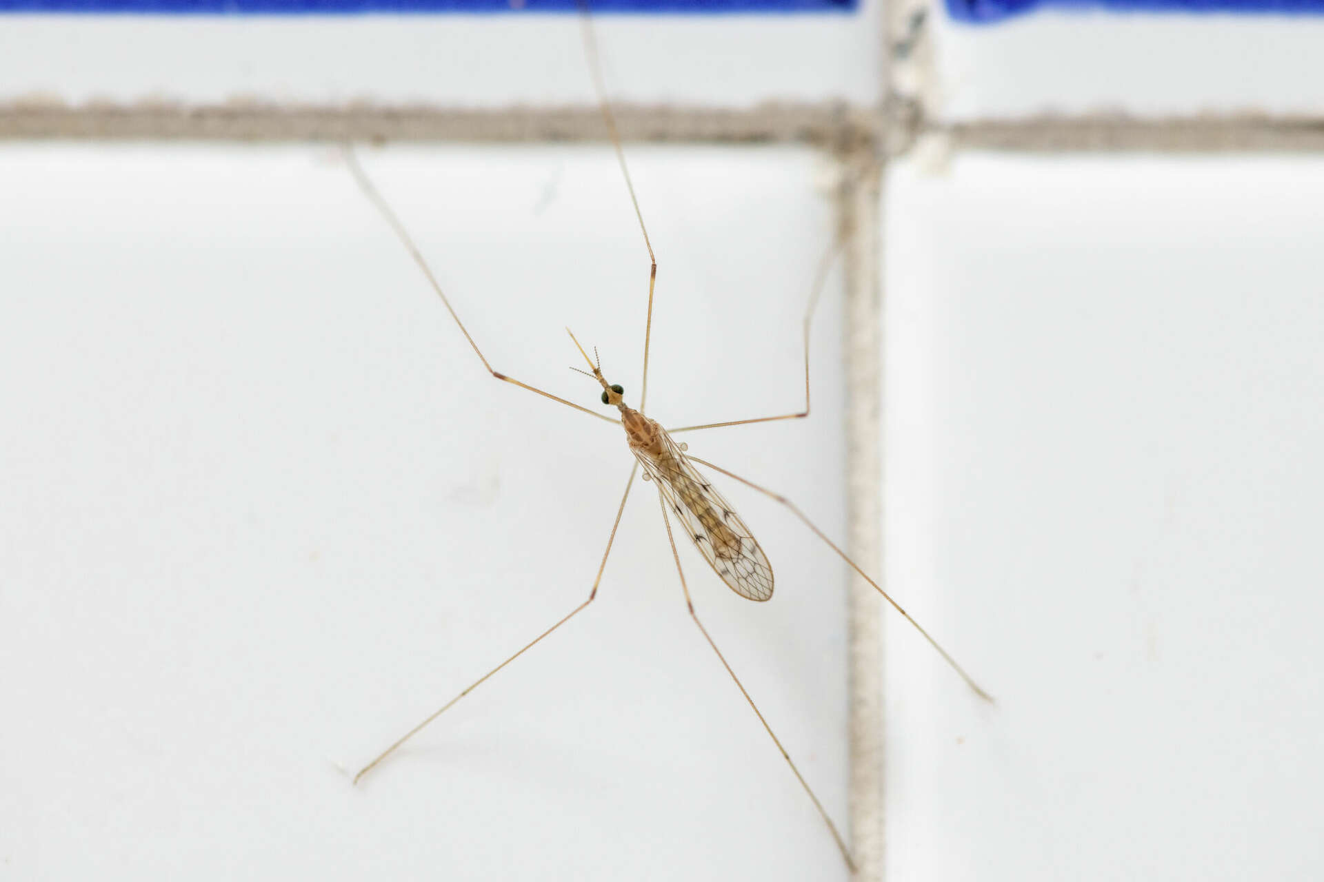 Large crane flies are swarming parts of Texas