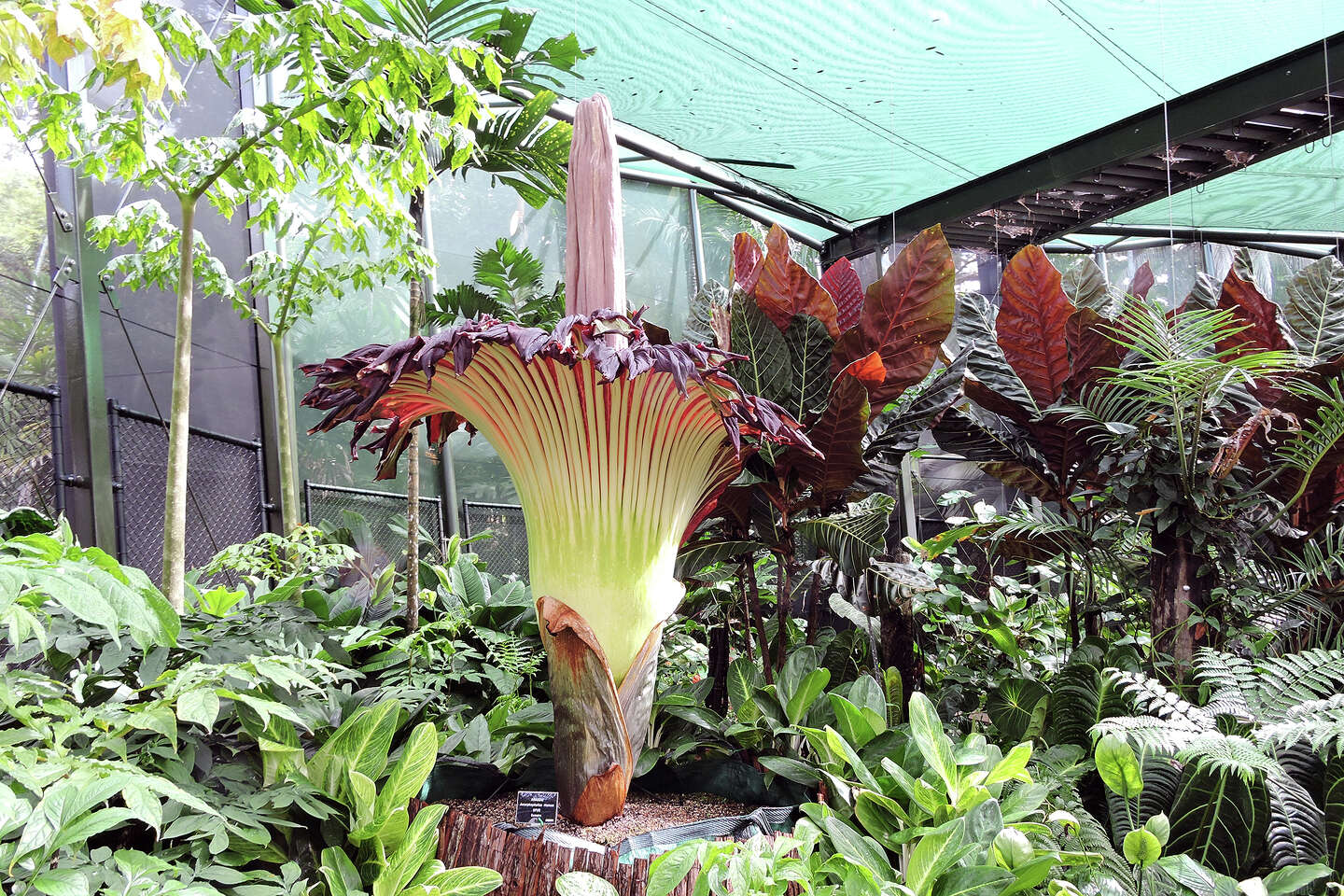Famously smelly corpse flower begins to bloom in San Francisco