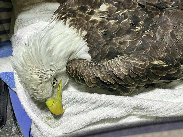 Norwalk's Bob Duff shares story of sick hawk to push rodenticide ban