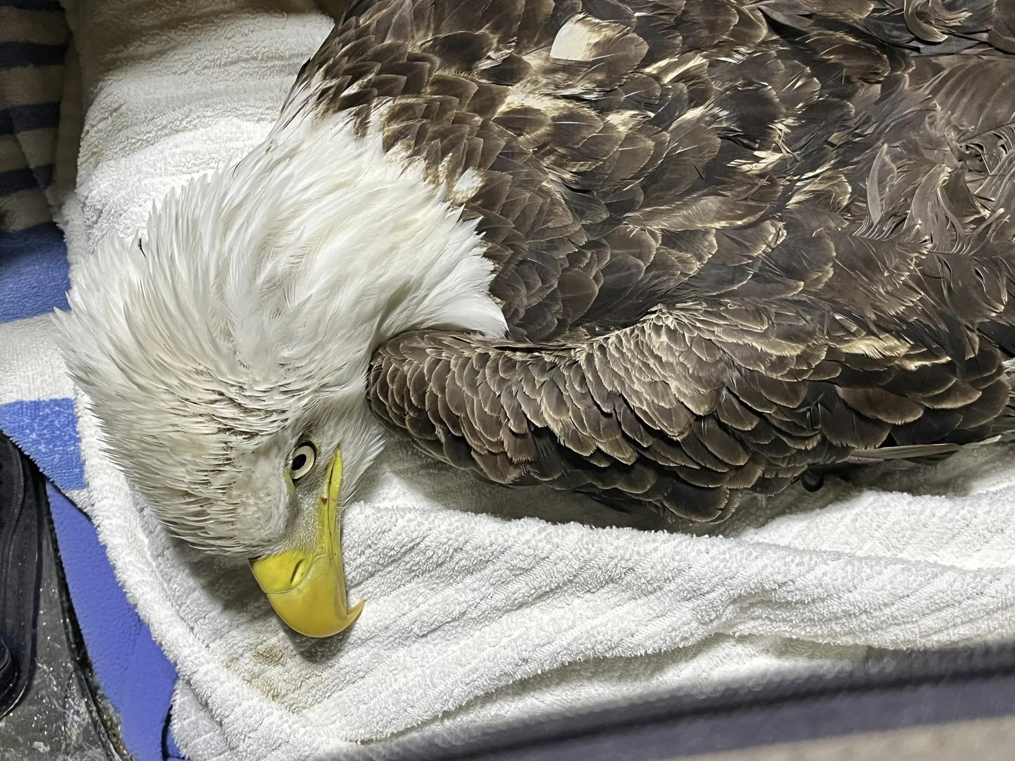 CT lawmakers mull bill on pesticides that kill rodents — and wildlife