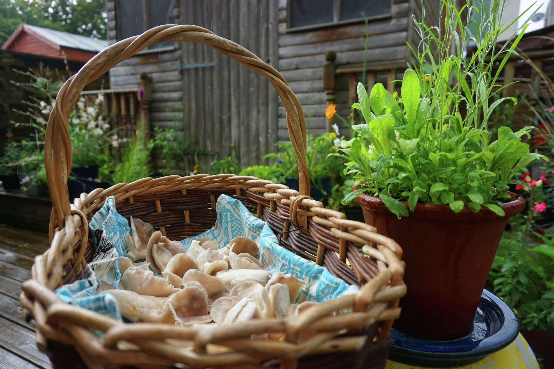 Foraging for Beginners: How to Safely Harvest Edible Local Plants