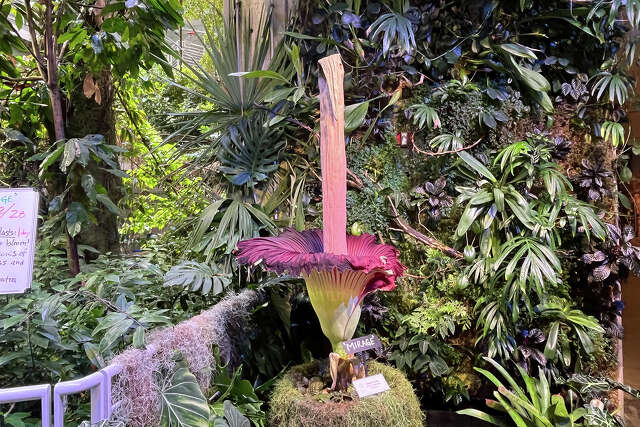 More than 100 people flocked to see and smell the corpse flower bloom