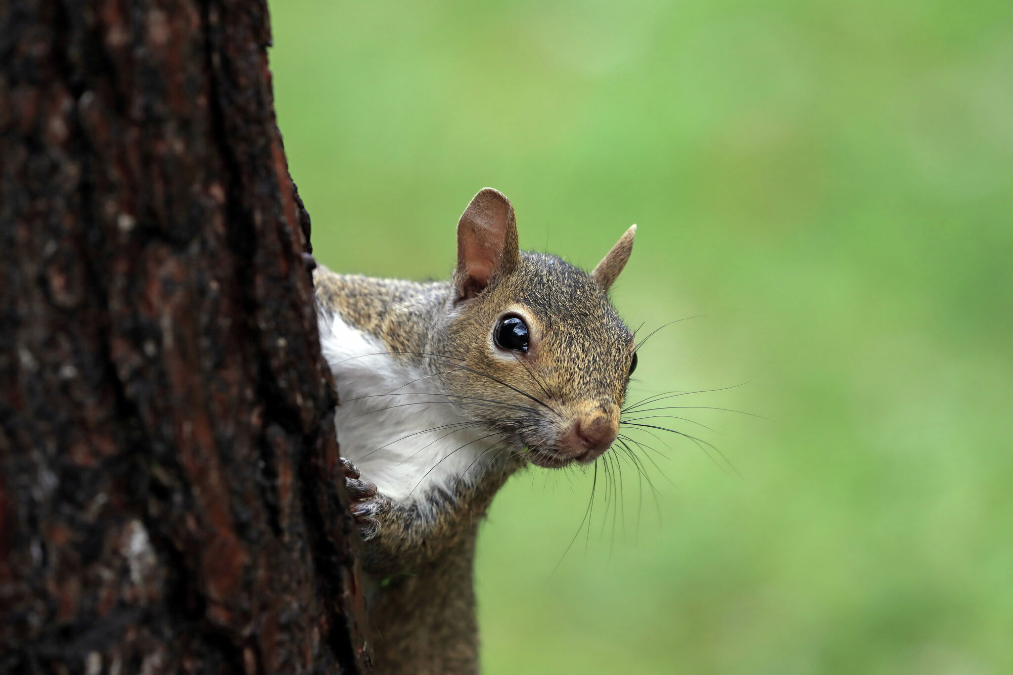 Nuclear-armed Air Force base is under siege ... by squirrels
