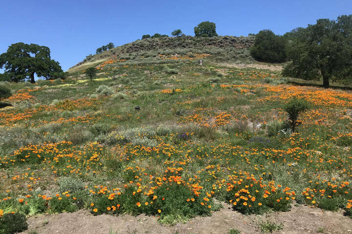 'Shocking to me': Influencers are ruining this Bay Area park