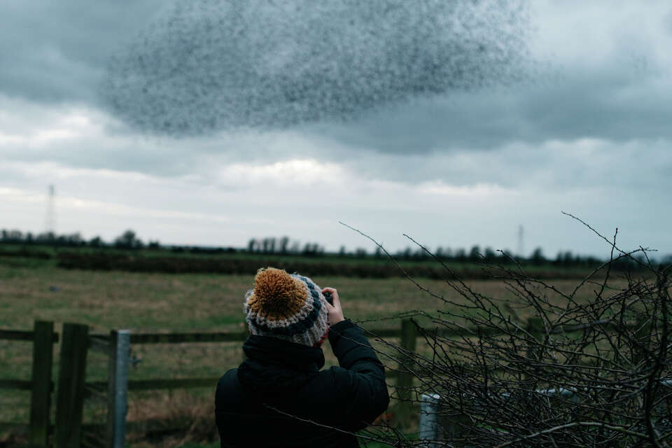 Beginner's Guide to Bird-Watching