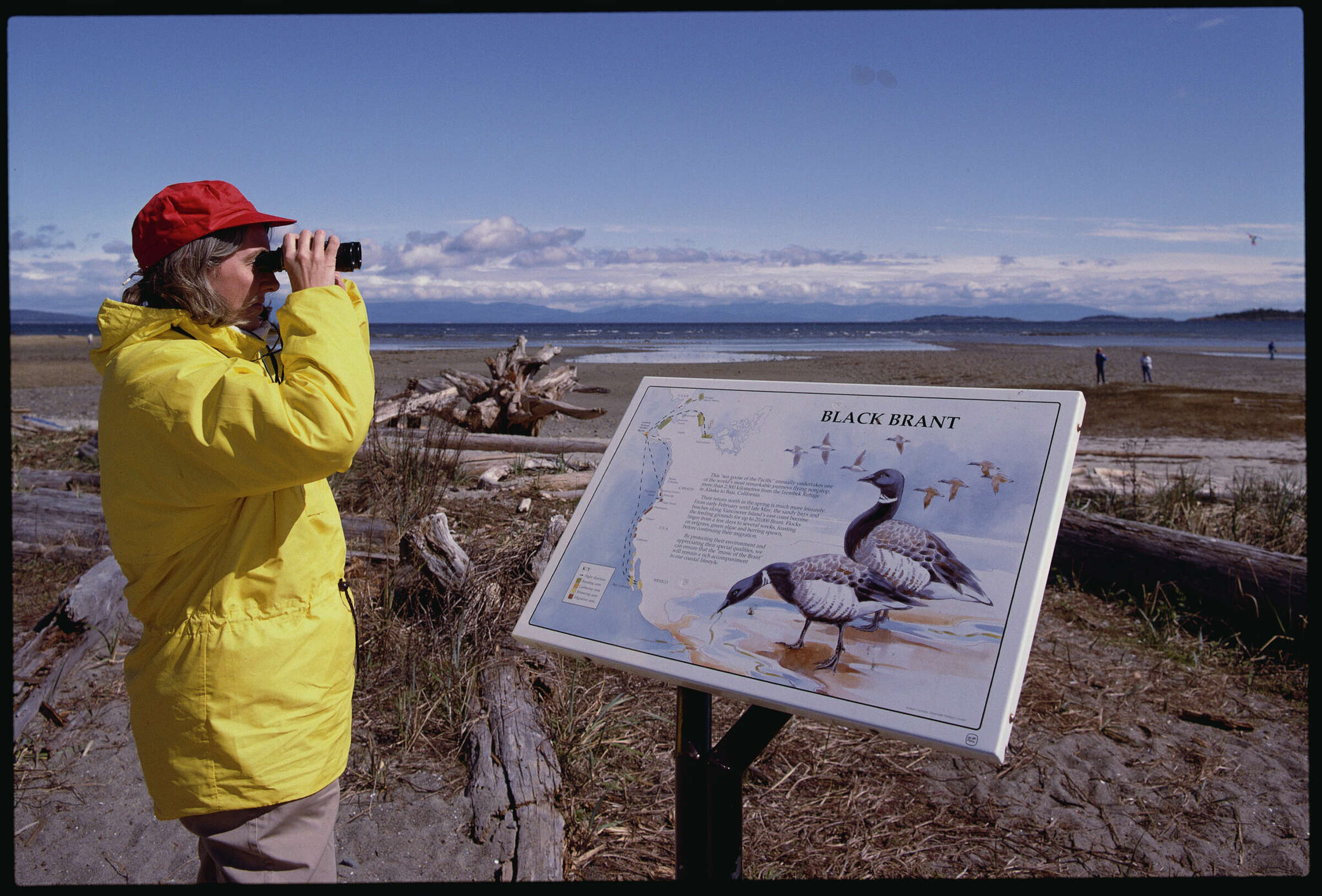 Beginner's Guide to Bird-Watching