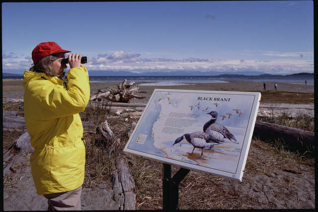 Beginner's Guide to Bird-Watching