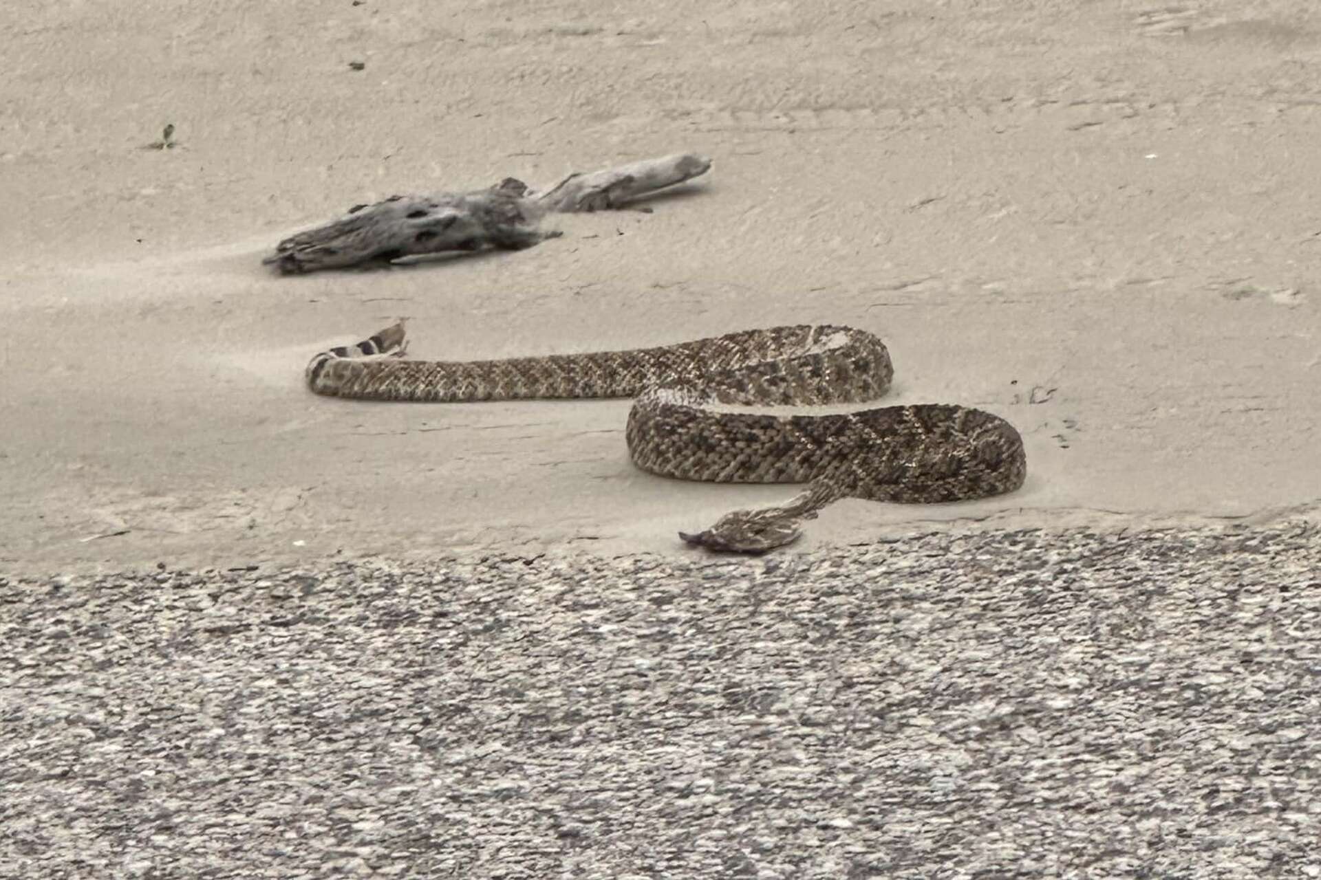 Big rattlesnake in the sand stuns Galveston beachgoer