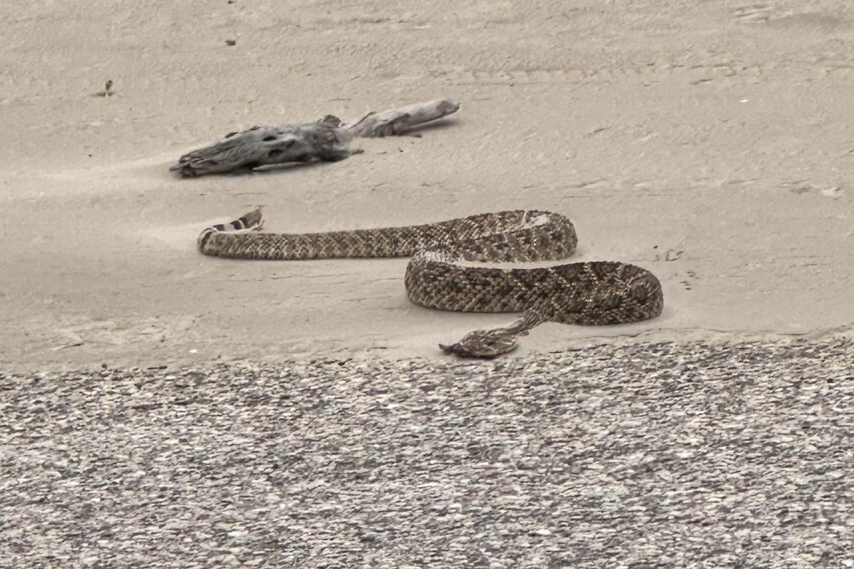 Big rattlesnake in the sand stuns Galveston beachgoer