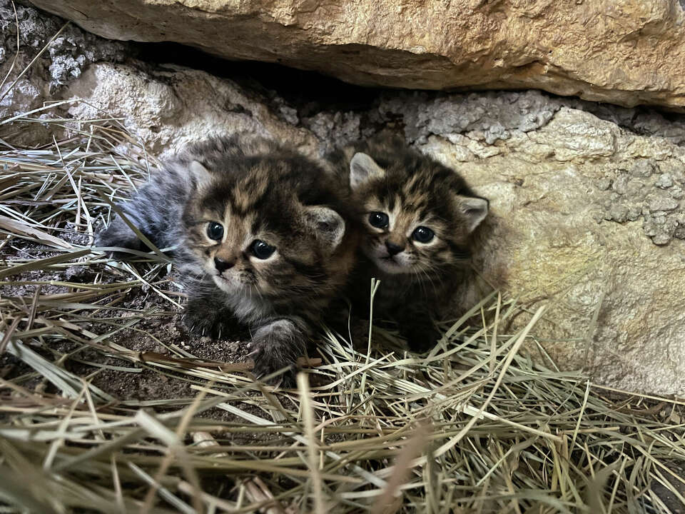 Black-footed cats recover at Texas animal sanctuary