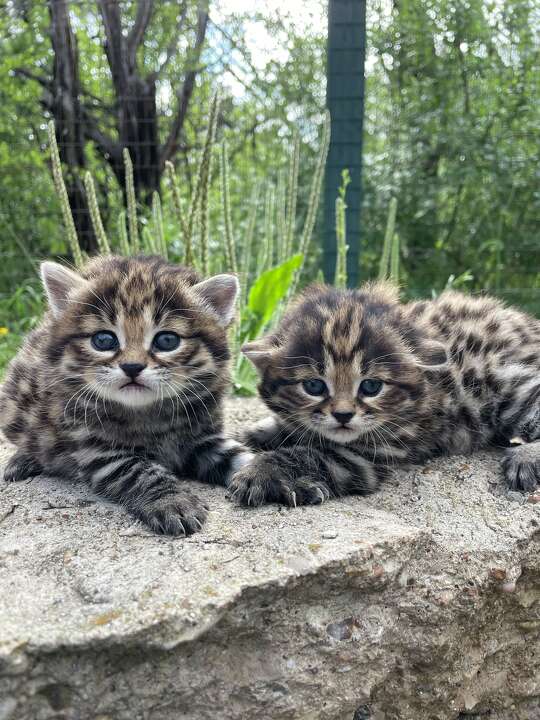 Black-footed cats recover at Texas animal sanctuary