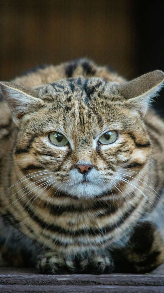 Black-footed cats recover at Texas animal sanctuary