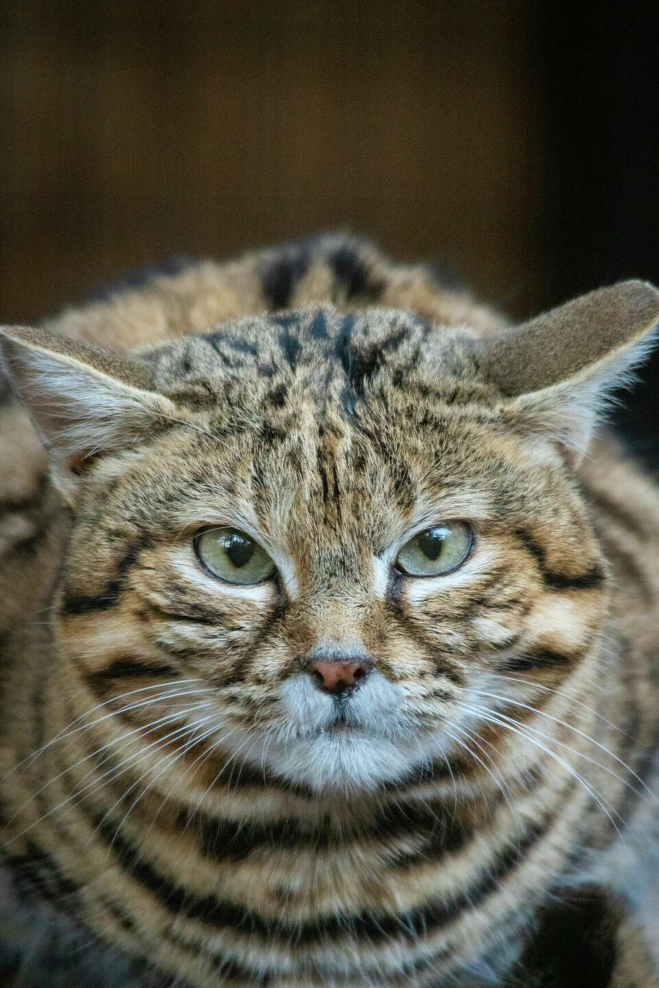 Black-footed cats recover at Texas animal sanctuary