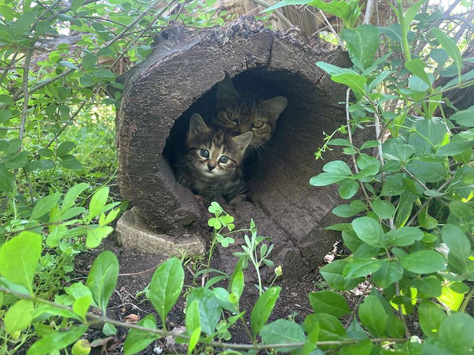 Black-footed cats recover at Texas animal sanctuary