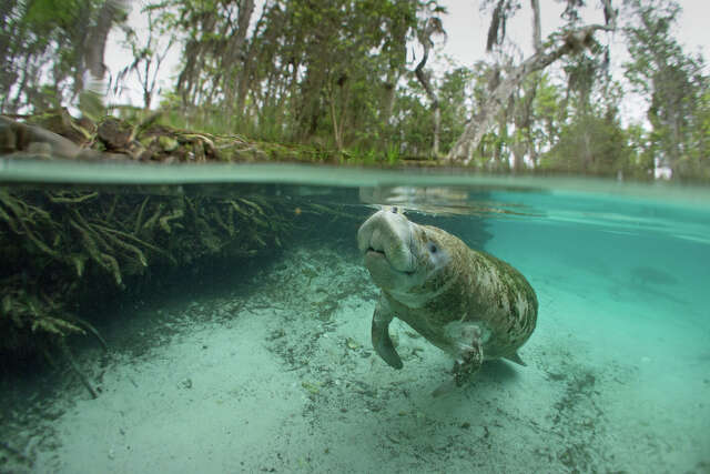 6 Must-Visit Springs in Florida That Are Always 72 Degrees