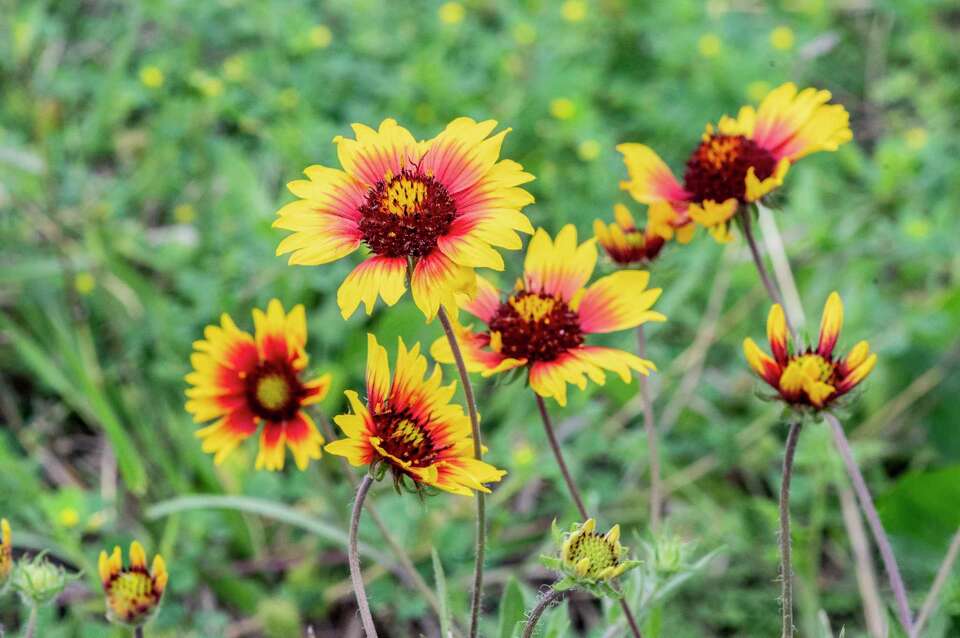 What wildflowers grow in Texas?