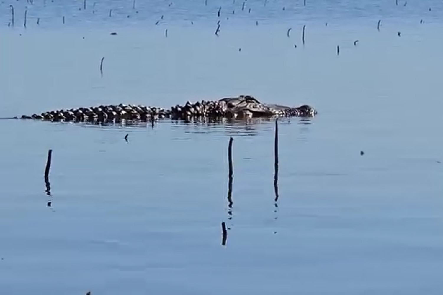 Big alligator gets a little too close to Houston kayakers