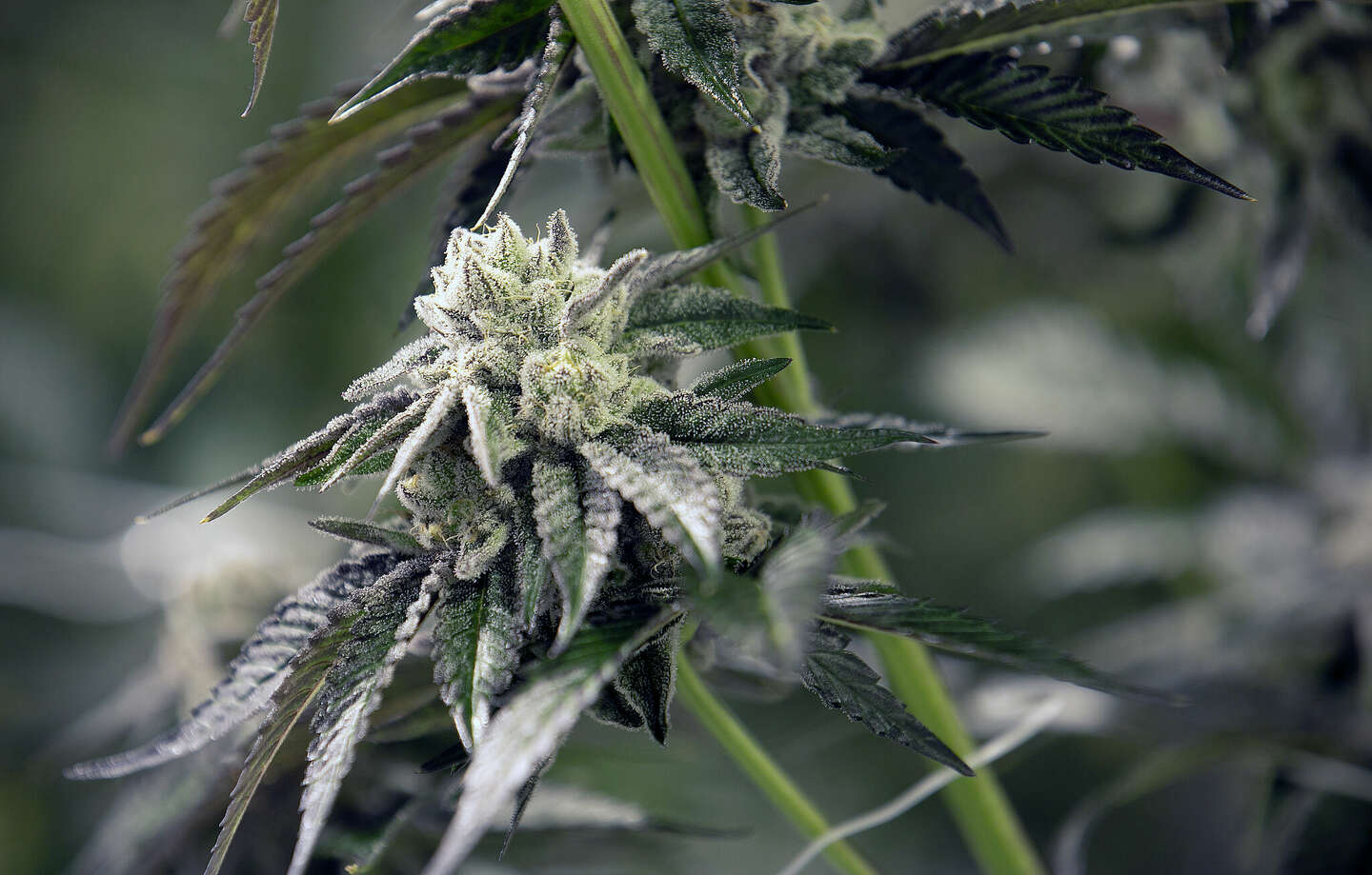 A look inside Connecticut's first cannabis 'micro-cultivator'