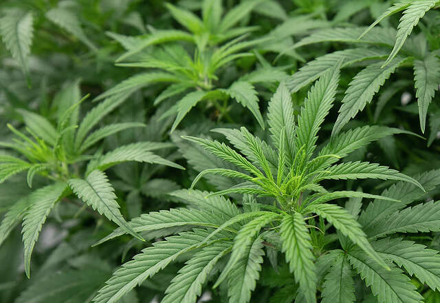 A look inside Connecticut's first cannabis 'micro-cultivator'